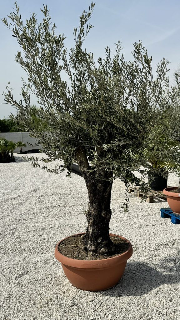 Olajfa Öreg törzses - OLEA ERUOPAEA PIEL VIEJA - Pálma Sziget