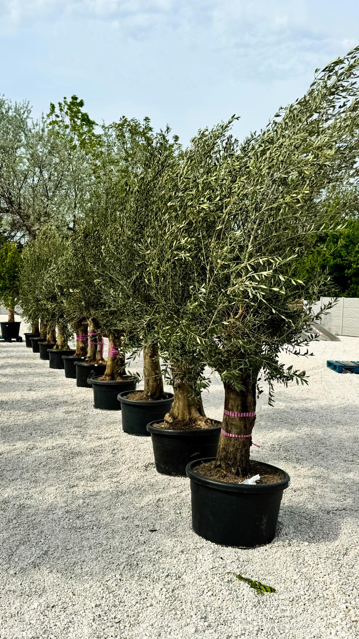 Olajfa fiatal törzses (Olea Europaea ‘Piel Joven’) – 90-100L cserépben ...