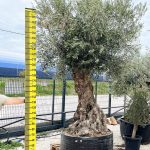 Olajfa – Pálma Sziget